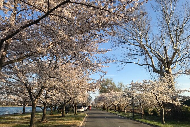 New York to Washington D.C. Spring Cherry Blossom Full-Day Tour - How Good Is the Value?