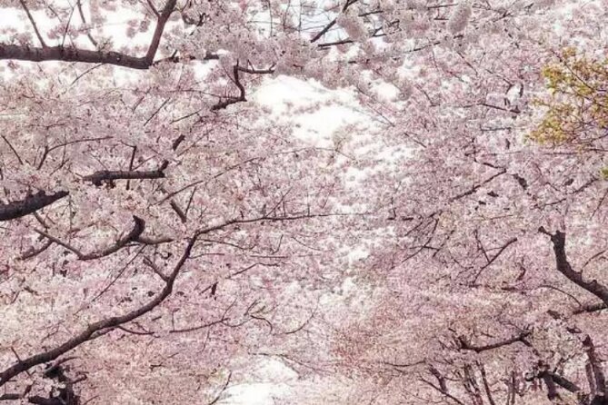 New York to Washington D.C. Spring Cherry Blossom Full-Day Tour - Practical Tips for Tour Participants