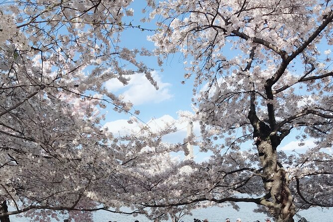 New York to Washington D.C. Spring Cherry Blossom Full-Day Tour - What Reviewers Say
