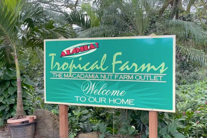 Next Level Oahu Circle Island Tour Snorkel w/Turtles and Byodo-In - Final Thoughts: Who Should Book This Tour?