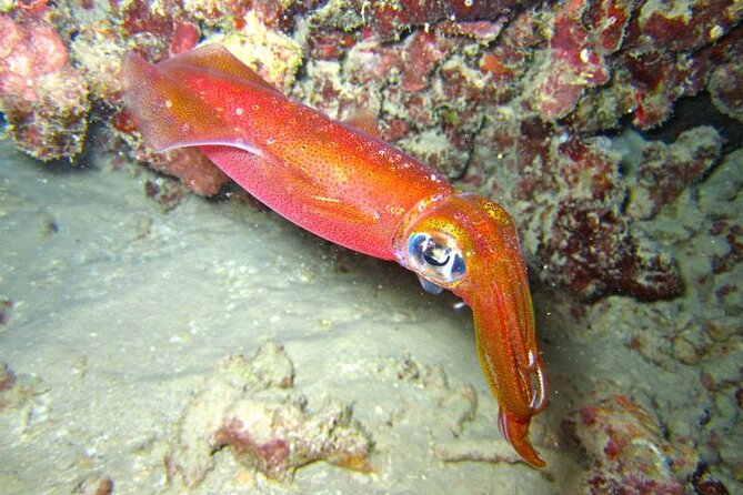 Night Dive Adventure in Oahu - Why Consider the Night Dive Adventure in Oahu?