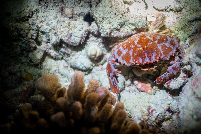 Night Dive Adventure in Oahu - Final Thoughts: Who Should Consider This Tour?
