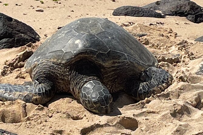 North Shore day,Waterfalls and Turtles Tour - Practical Details and What to Expect