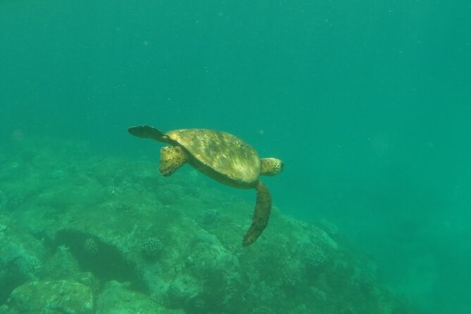 Northshore ocean adventure and circle islandJeep Tour- Guaranteed to see turtles - Final Thoughts