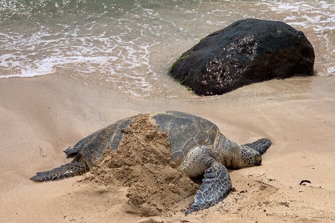 Oahu Allstar Circle Island Tour: Dole, Turtles. Blowhole, Fun - Authentic Experiences and Insider Tips