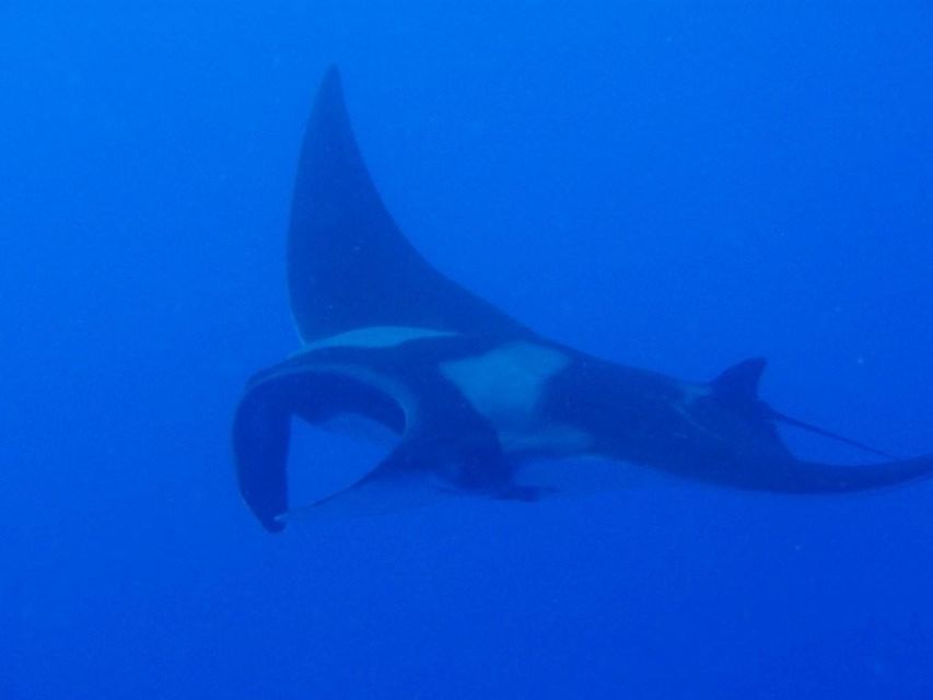 Oahu Boat Cruise to Diamond Head - FAQ