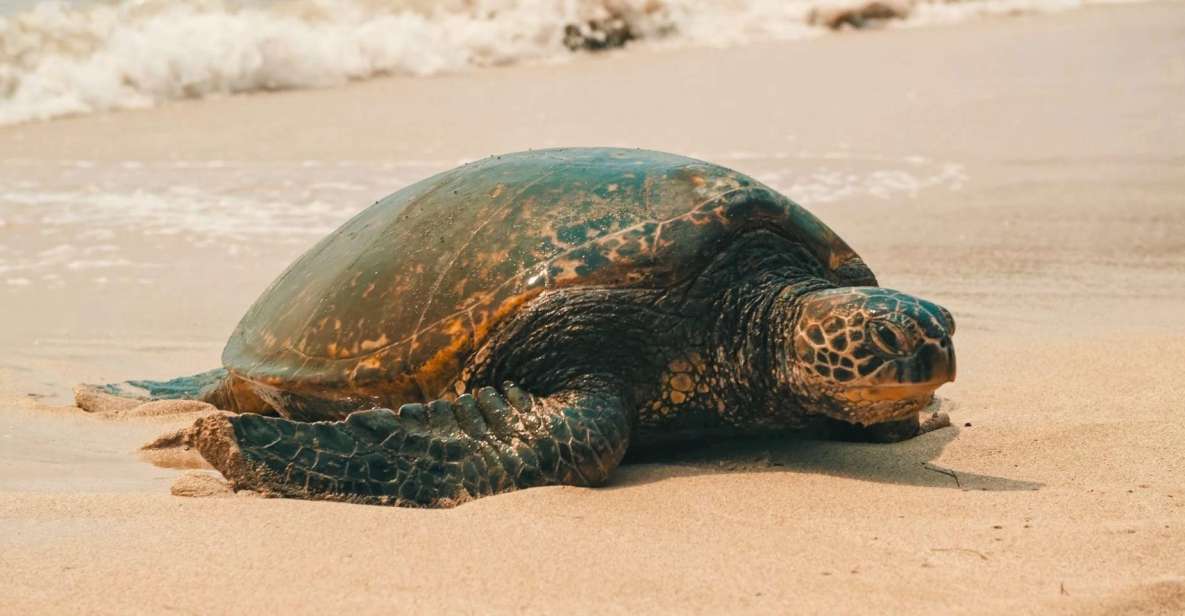 Oahu Circle Island Tour - Best Spots & Beaches - An Honest Look at the Oahu Circle Island Tour