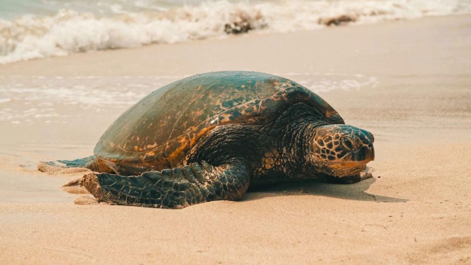 Oahu Circle Island Tour - Best Spots & Beaches - The Sum Up