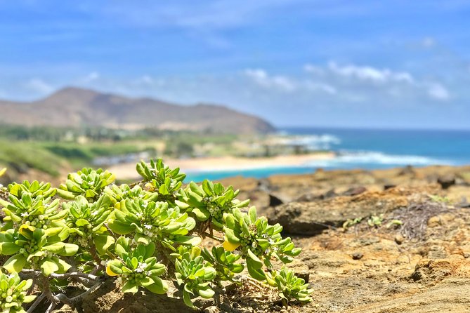 Oahu Custom Private Circle Island and Mini Circle Island Tours - Who Will Love This Tour?