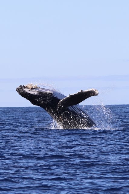 Oahu: Dolphin Swim and Turtle Snorkel Excursion in Waianae