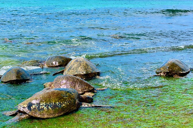 Oahu Guided Circle Island Tour, Swim w/ Turtles, Dole, Blowhole - The Sum Up