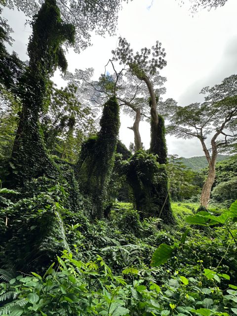 Oahu: Highlights of Oahu Small Group Tour - Practical Tips for Travelers