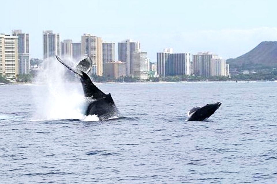 Oahu: Honolulu Whale Watching Cruise - Key Points