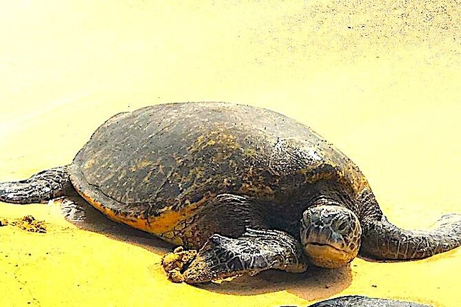 Oahu Island Highlights in Small Group | 30 Spots | ~10 Stops - Final Thoughts