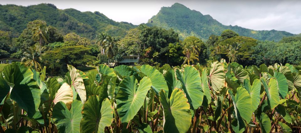 Oahu: Kualoa Farm and Secret Island Tour by Trolley - What is the Kualoa Ranch and why visit?