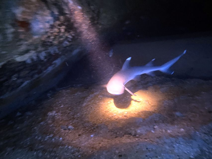 Oahu Night Dive: Adventure for Certified Divers - Analyzing the Cost and Value