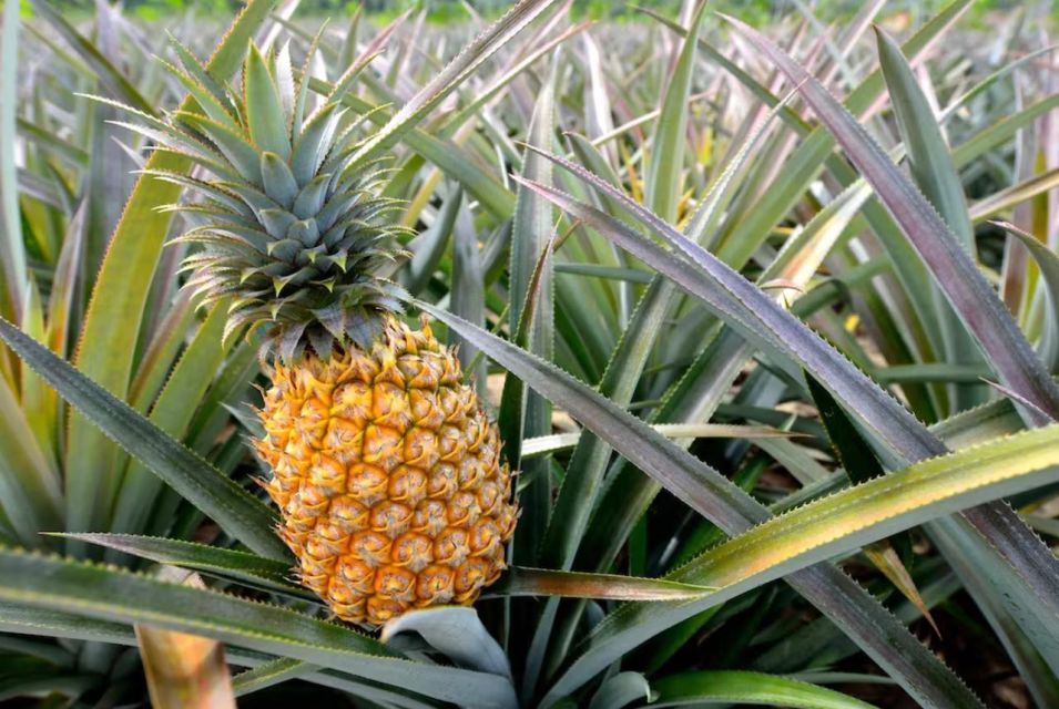 Oahu: North Shore Dole Pineapple Farm Tour - The Authenticity and Value of this Tour