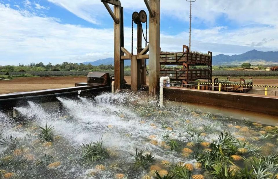 Oahu: North Shore Dole Pineapple Farm Tour - FAQ