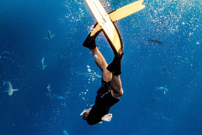 Oahu Open Water Shark Diving Experience - The Itinerary: What to Expect on this Shark Encounter