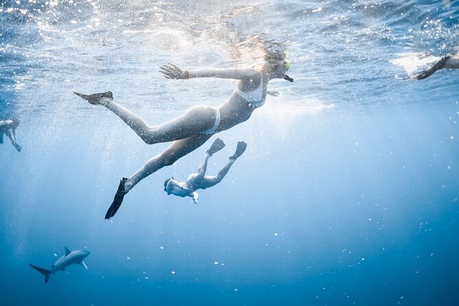 Oahu Open Water Shark Diving Experience - Why This Tour Stands Out