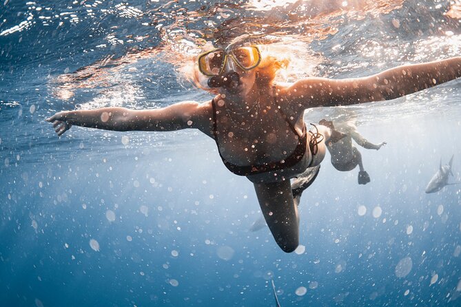 Oahu Open Water Shark Diving Experience - Who Should Consider This Experience?