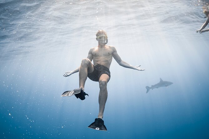Oahu Open Water Shark Diving Experience - FAQs