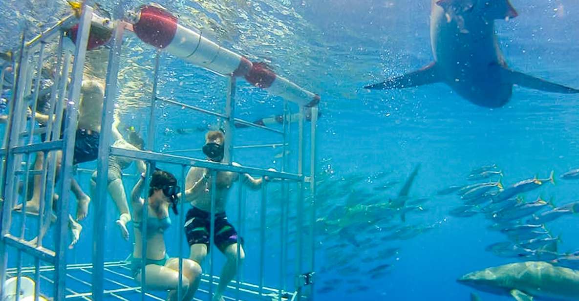 Oahu: Shark Cage Dive on the North Shore - An Honest Look at this Unique Oahu Adventure