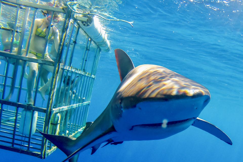 Oahu: Shark Cage Dive on the North Shore - Key Points