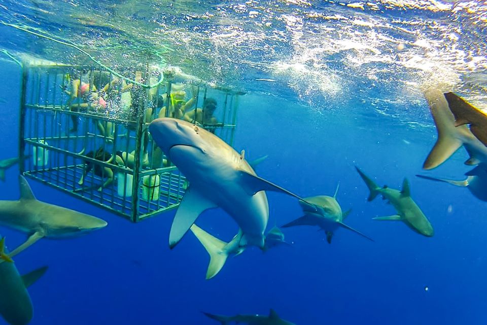 Oahu: Shark Cage Dive on the North Shore - The Experience from Start to Finish