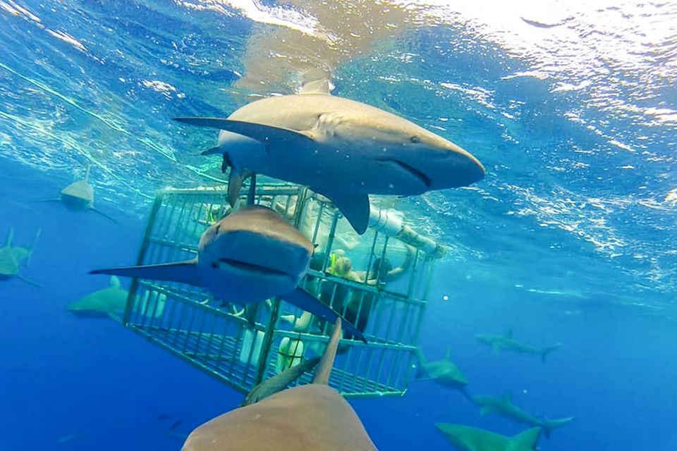 Oahu: Shark Cage Dive on the North Shore - Final Words