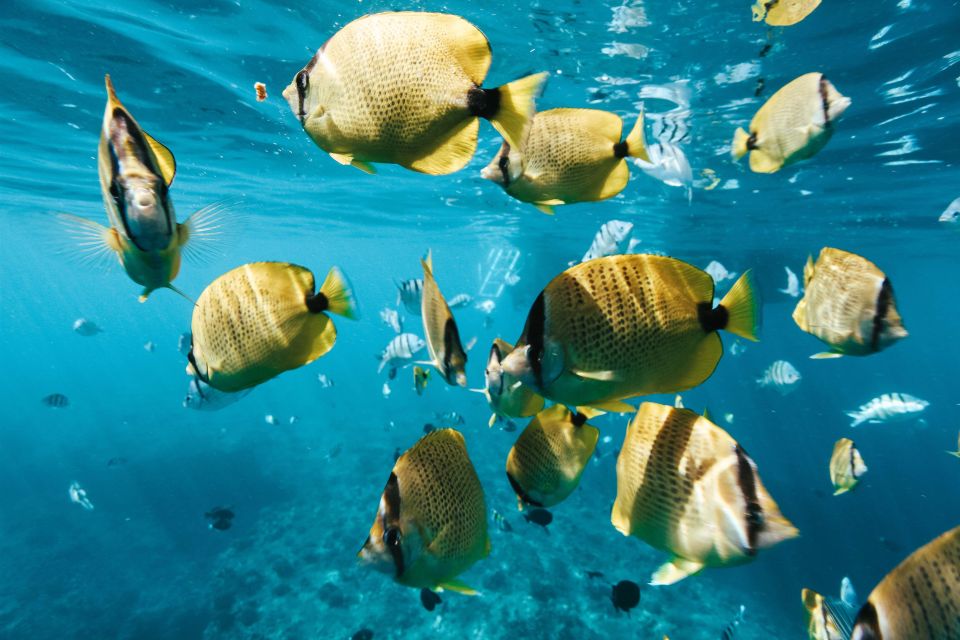 Oahu: Speedboat Snorkeling Adventure and Wild Dolphin Swim