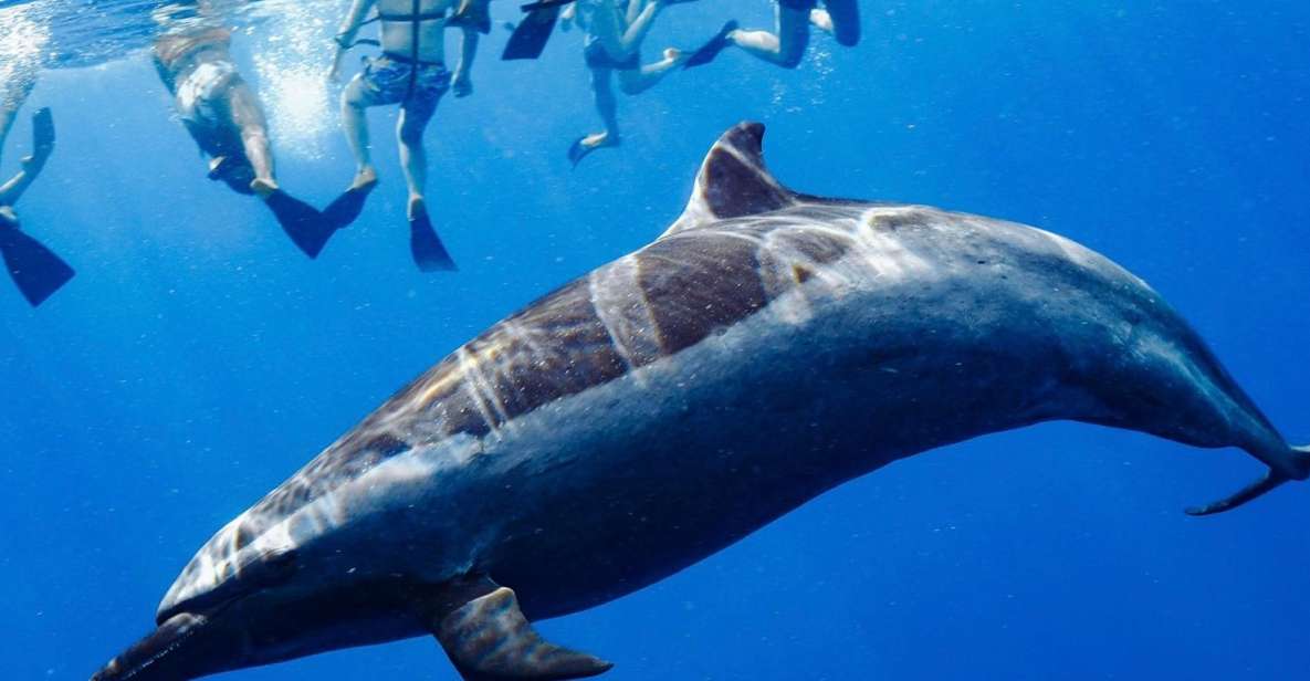 Oahu: Swim with Dolphins, Turtle Snorkel Tour and Waterslide - An In-Depth Look at the Tour Experience