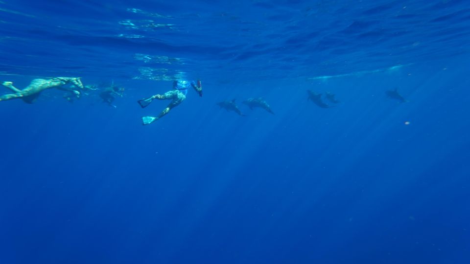 Oahu: Swim with Dolphins, Turtle Snorkel Tour and Waterslide - Why Travelers Love This Tour