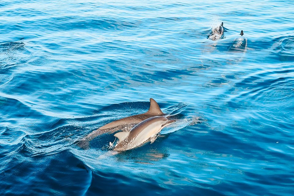 Oahu: Swim with Dolphins, Turtle Snorkel Tour and Waterslide - Who Will Enjoy This Experience?