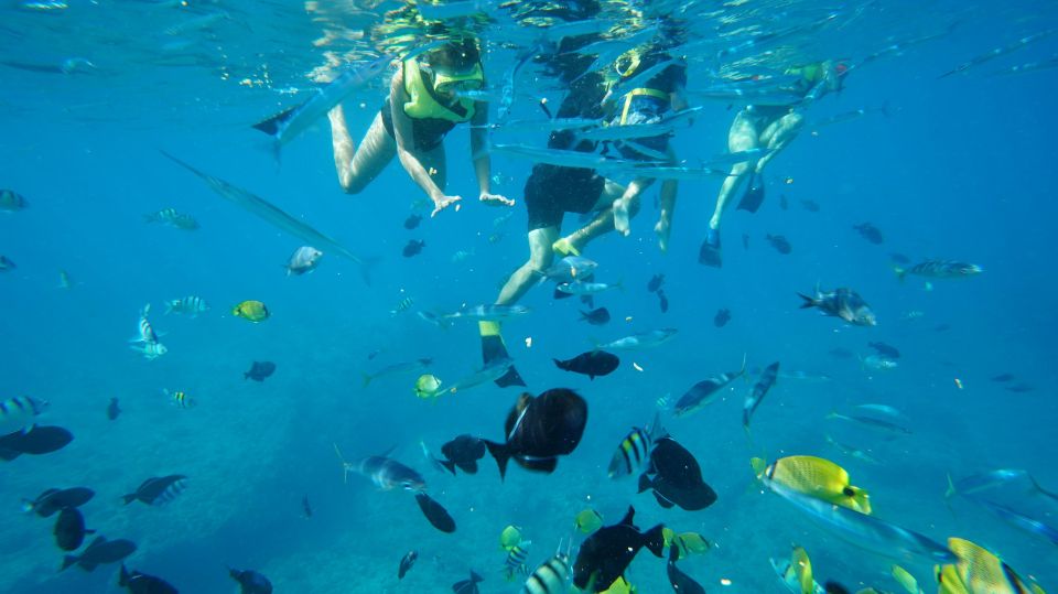 Oahu: Swim with Dolphins, Turtle Snorkel Tour and Waterslide - Frequently Asked Questions