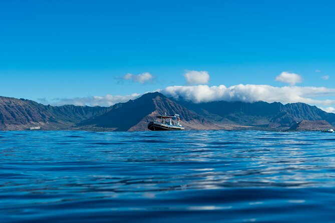 Oahu Swimming with Dolphins Speedboat Adventure - What to Expect During the Tour