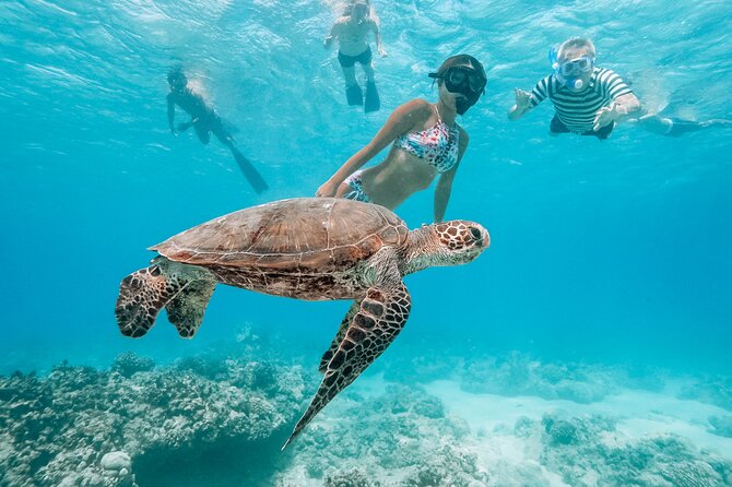 Oahu Swimming with Dolphins Speedboat Adventure