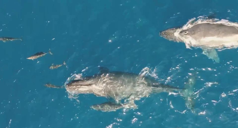 Oahu: Waikiki BYOB Sunset Cruise - Oahu: Waikiki BYOB Sunset Cruise – A Detailed Look