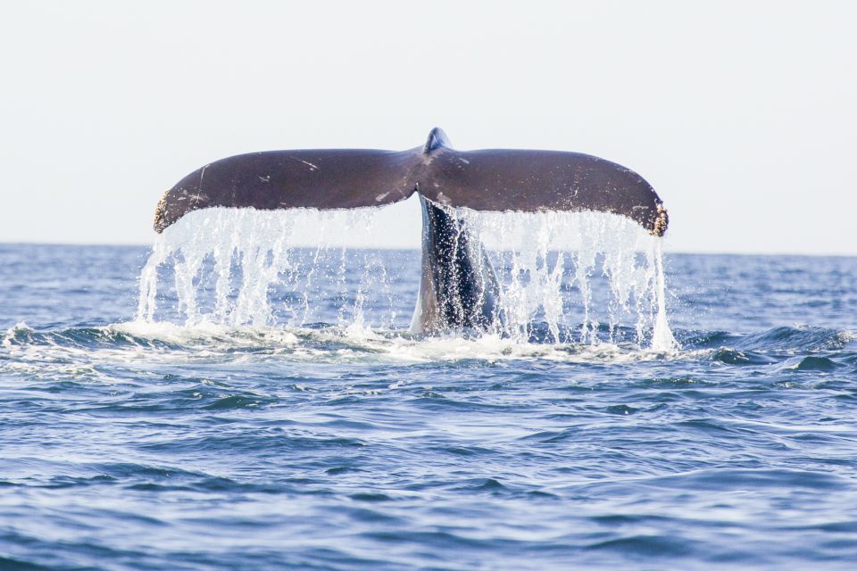 Oahu: Waikiki Eco-Friendly Afternoon Whale Watching Trip - Why This Tour Offers Great Value  