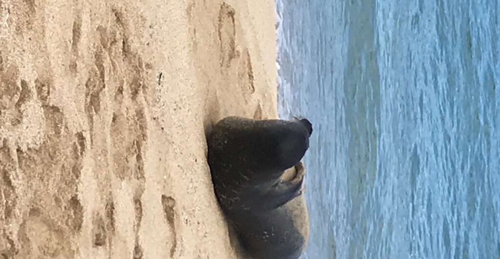 Oahu: Waimea Falls & valley & North Shore day