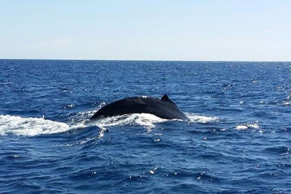 Oahu: Whale Watching Afternoon Sailing Cruise - Experience Overview