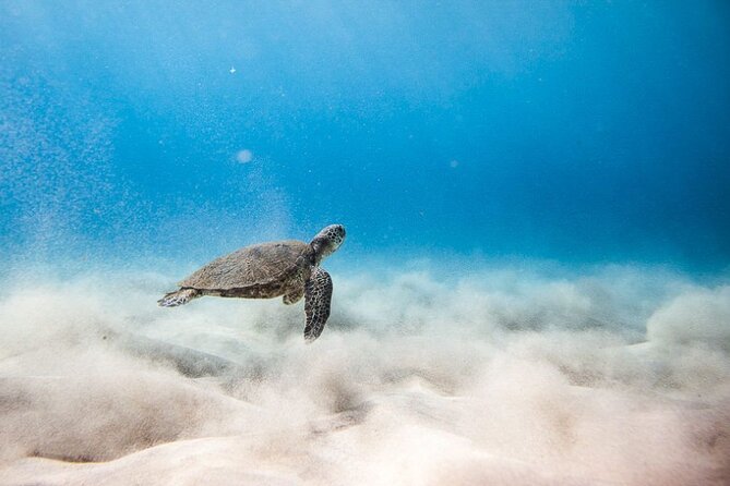 Oahu's Cheapest Circle Island Tour - Who Should Book This?