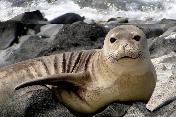 Off-Road Adventure Tour on Oahu's North Shore - Who Should Book This Tour?