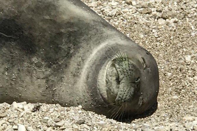 Off-Road Adventure Tour on Oahu's North Shore - FAQ