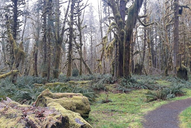 Olympic Peninsula and Forest Tour - The Itinerary in Detail