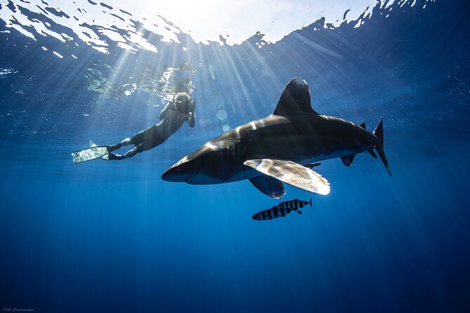 Open Water Shark Dive - The Itinerary Breakdown