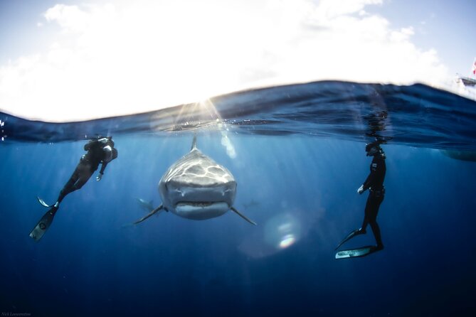 Open Water Shark Dive - Why This Tour Excels
