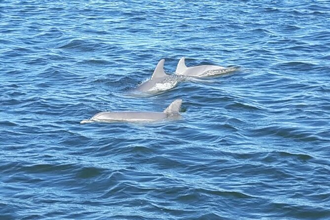 Orange Beach Dolphin Eco Boat Tour - Who Will Love This Tour?