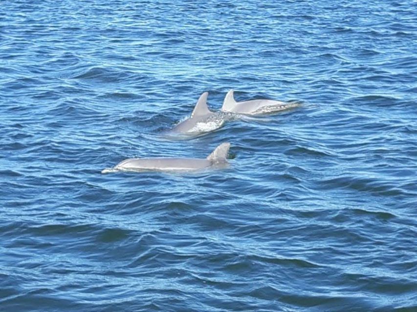 Orange Beach: Dolphin-Watching Eco-Boat Tour