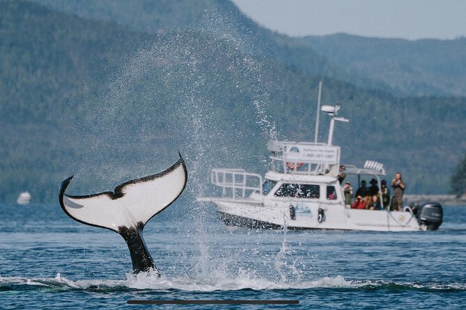 Orca Cove Sea Kayaking